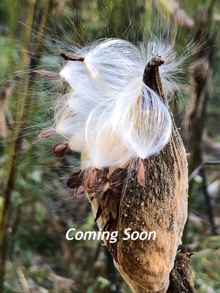 Homepage 2024 - Ruth Thompson: Poet & Channel